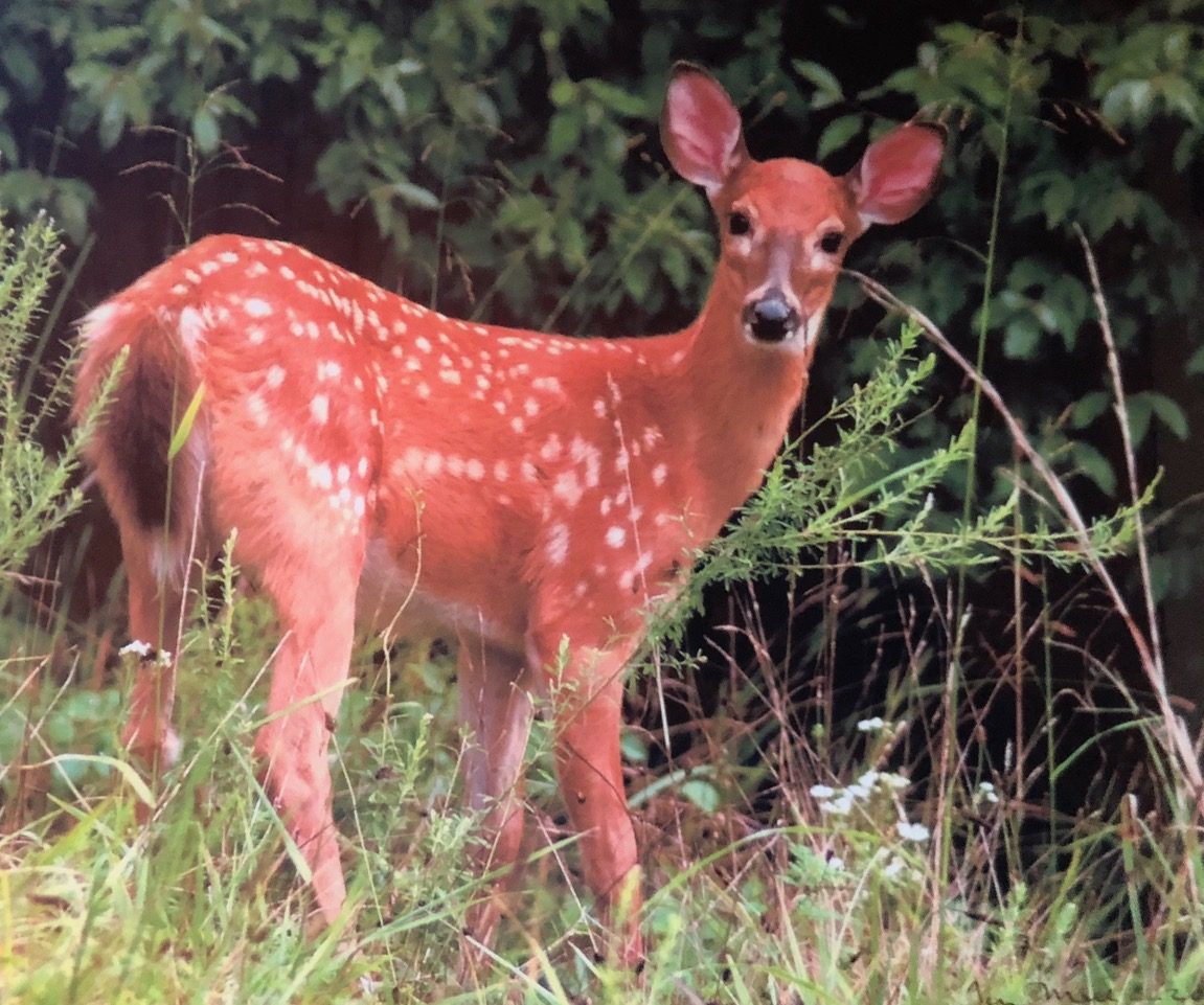 Deciduous Forest Baby Deer